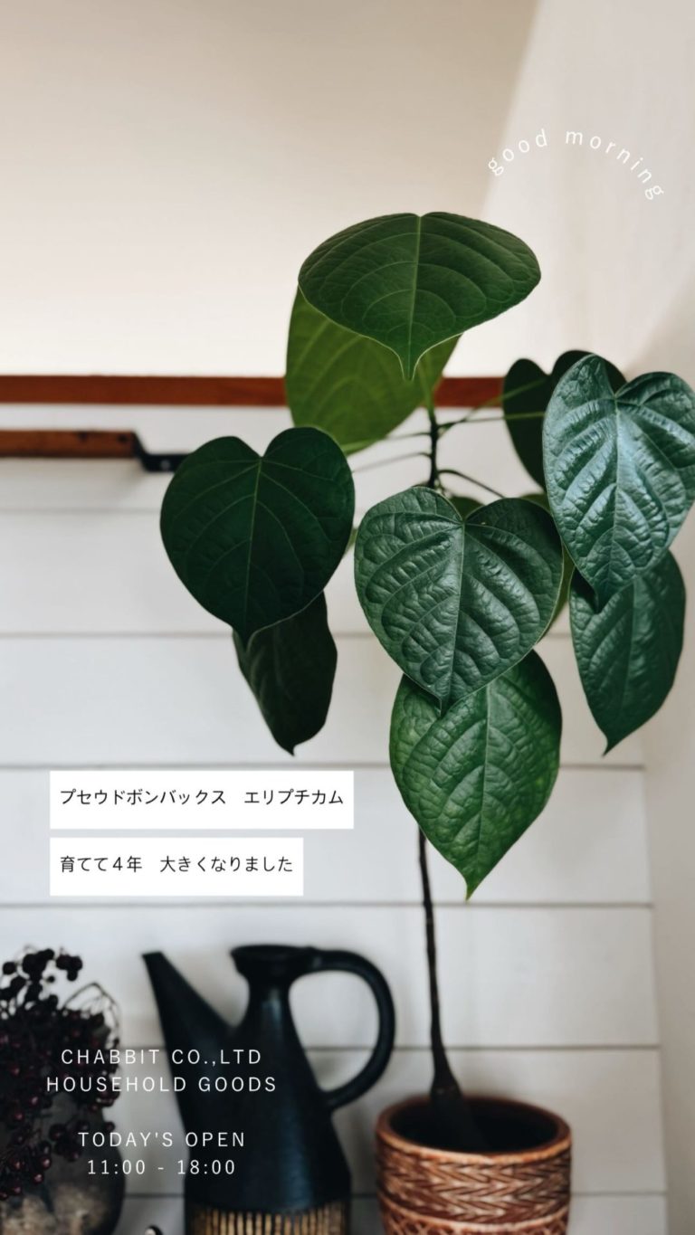 diary - chabbit co.,ltd